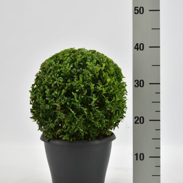 Topiary Balls Archives ⋆ Perfect For Plants...