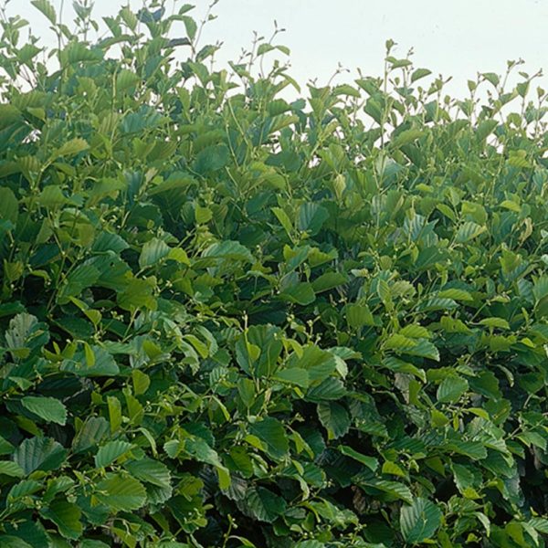 Topiary Balls Archives ⋆ Perfect For Plants...