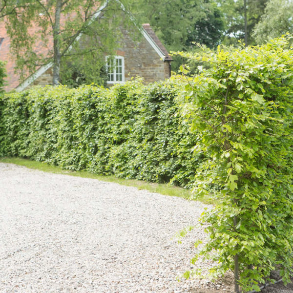 Topiary Balls Archives ⋆ Perfect For Plants...