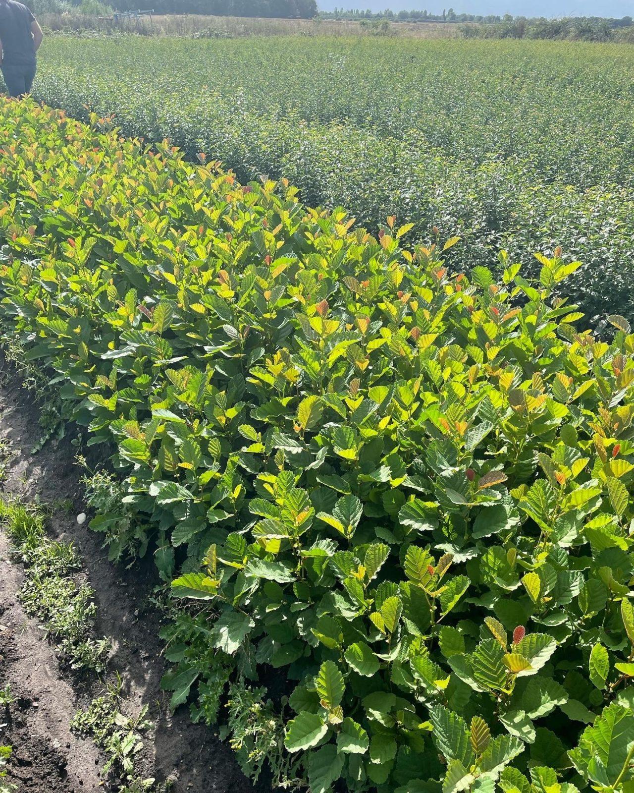 Bare root hedging Archives ⋆ Perfect For Plants...